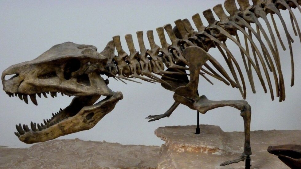 Uncovering the Mysteries of the Past: A Guide to Paleontology and the ...